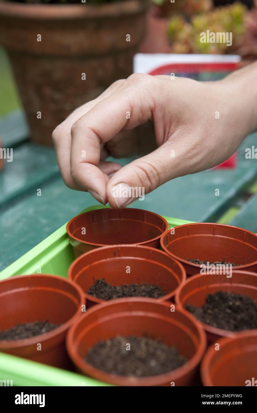 Calabrese, Summer Purple, brassica, purple sprouting broccoli, sowing ...