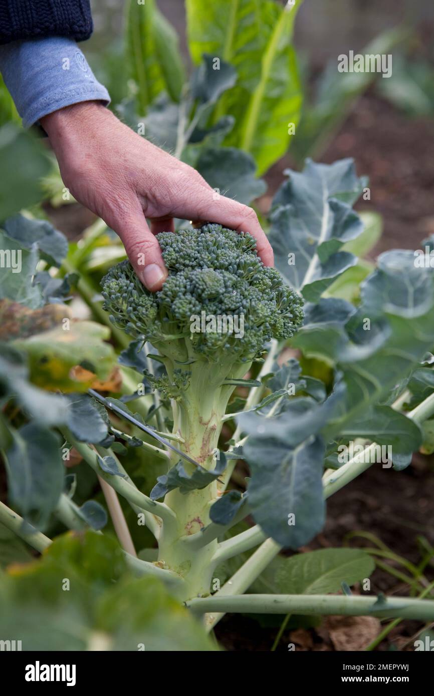 Calabrese, Fiesta, brassica, broccoli, vegetable,harvesting florets ...