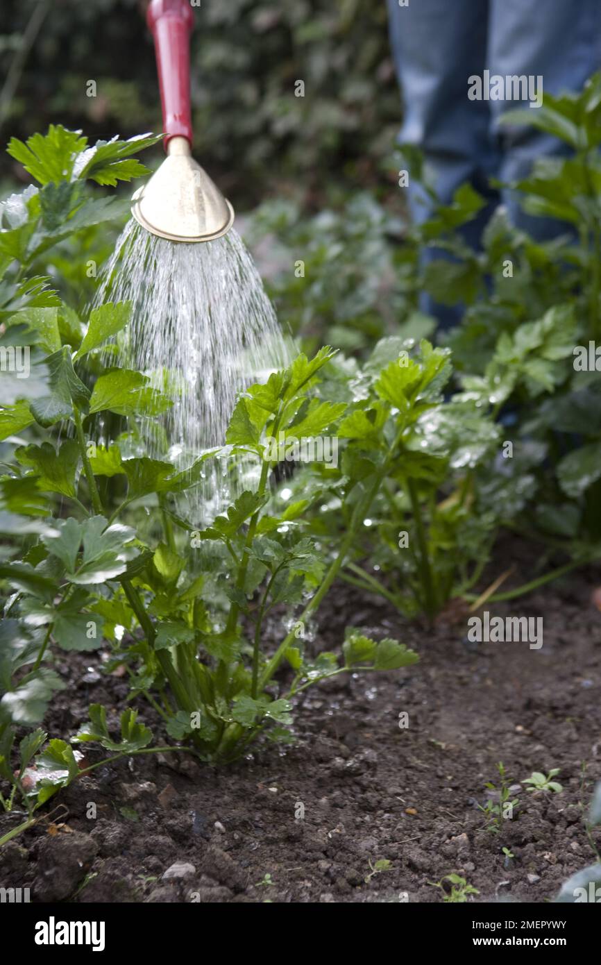 Celery, Martine, Apium graveolens var. dulce, stem crop, watering ...