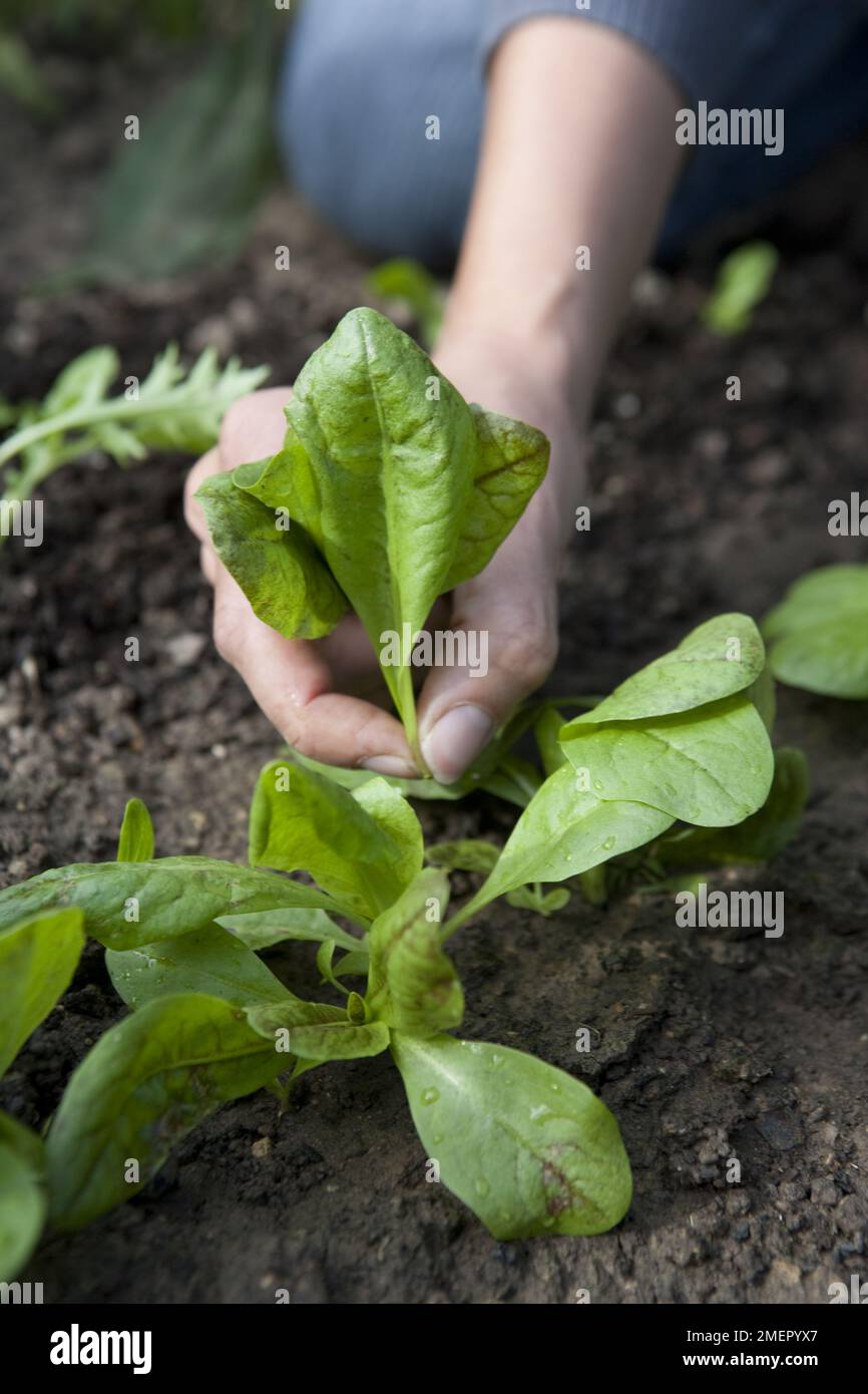 Cut-and-come-again salad leaves, leaf crop, harvesting mature leaves ...