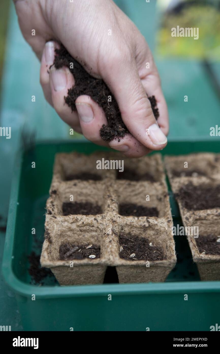 Dill, herb, Anethum graveolens, sowing seeds in biodegradable modular ...