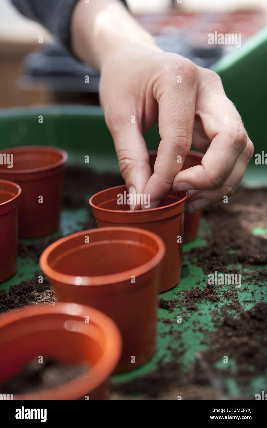 Kohlrabi, Kolibri, Brassica oleracea, sowing seeds in small pots of ...
