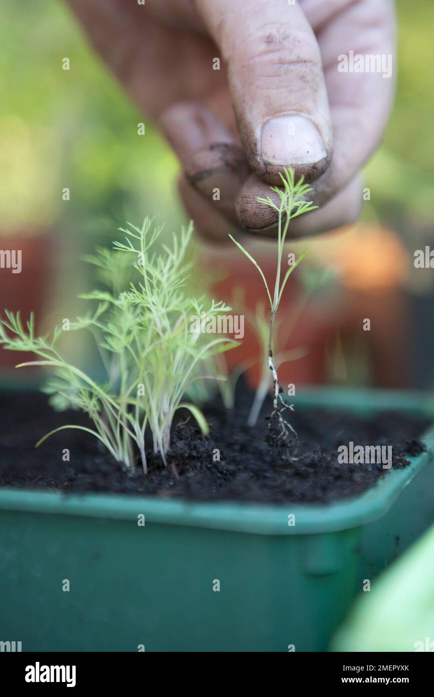 Dill, herb, Anethum graveolens, picking out seedlings from tray of ...