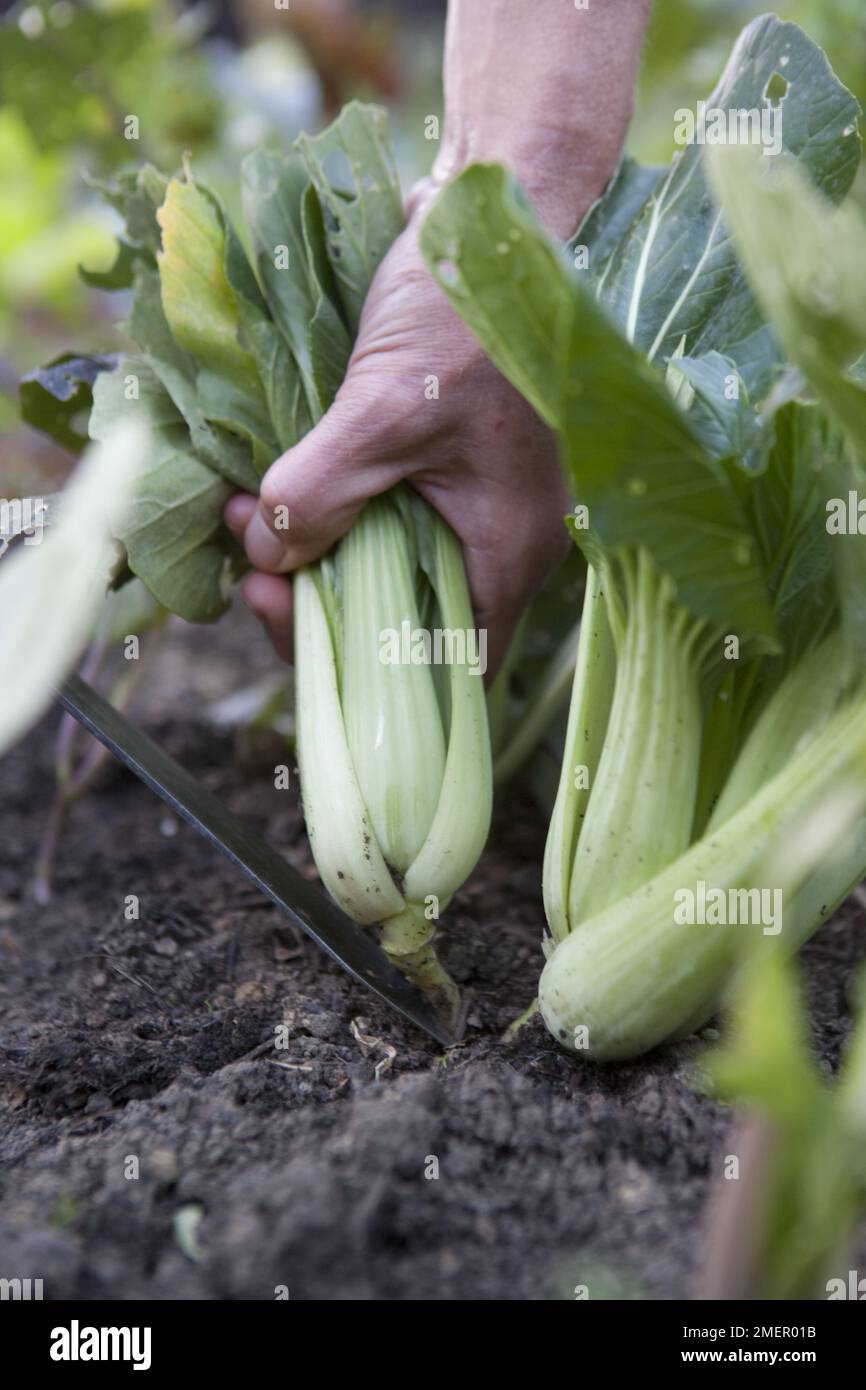 Pak Choi, White, leaf crop, Brassica rapa chinensis, oriental greens ...