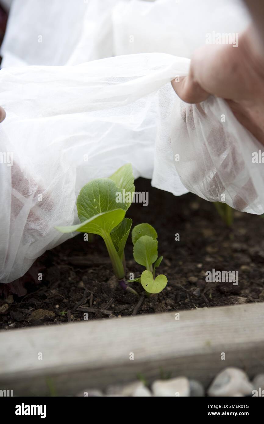 Pak Choi, White, leaf crop, Brassica rapa Chinensis, seedlings growing ...