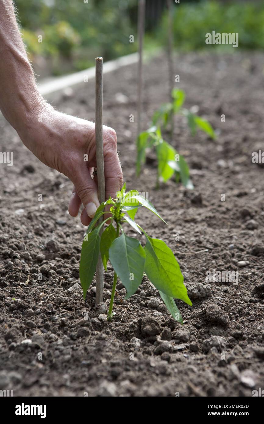 Chilli pepper, Heatwave, capsicum, fruiting crop, young plant growing ...