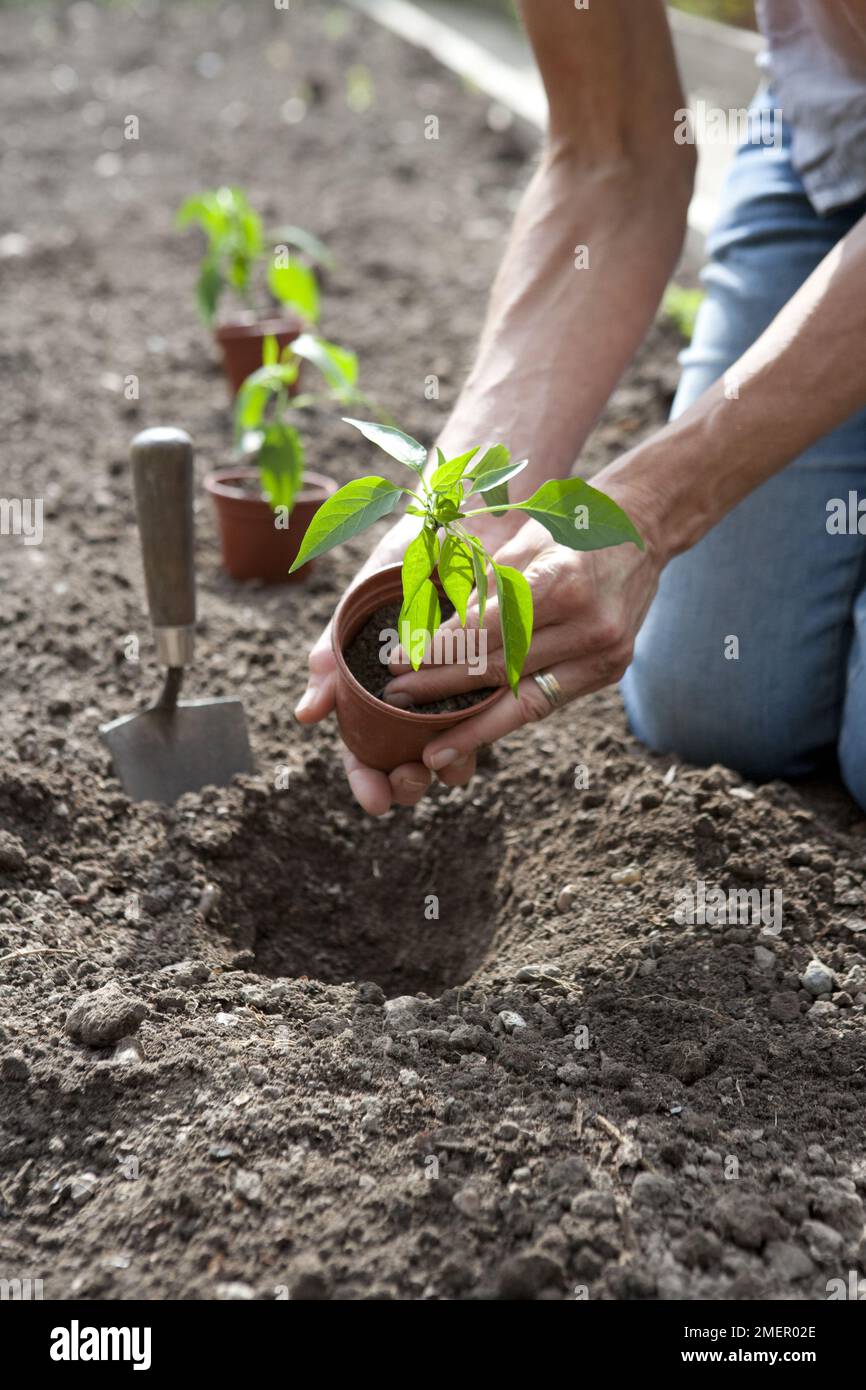 Close up man planting pepper hi-res stock photography and images - Alamy