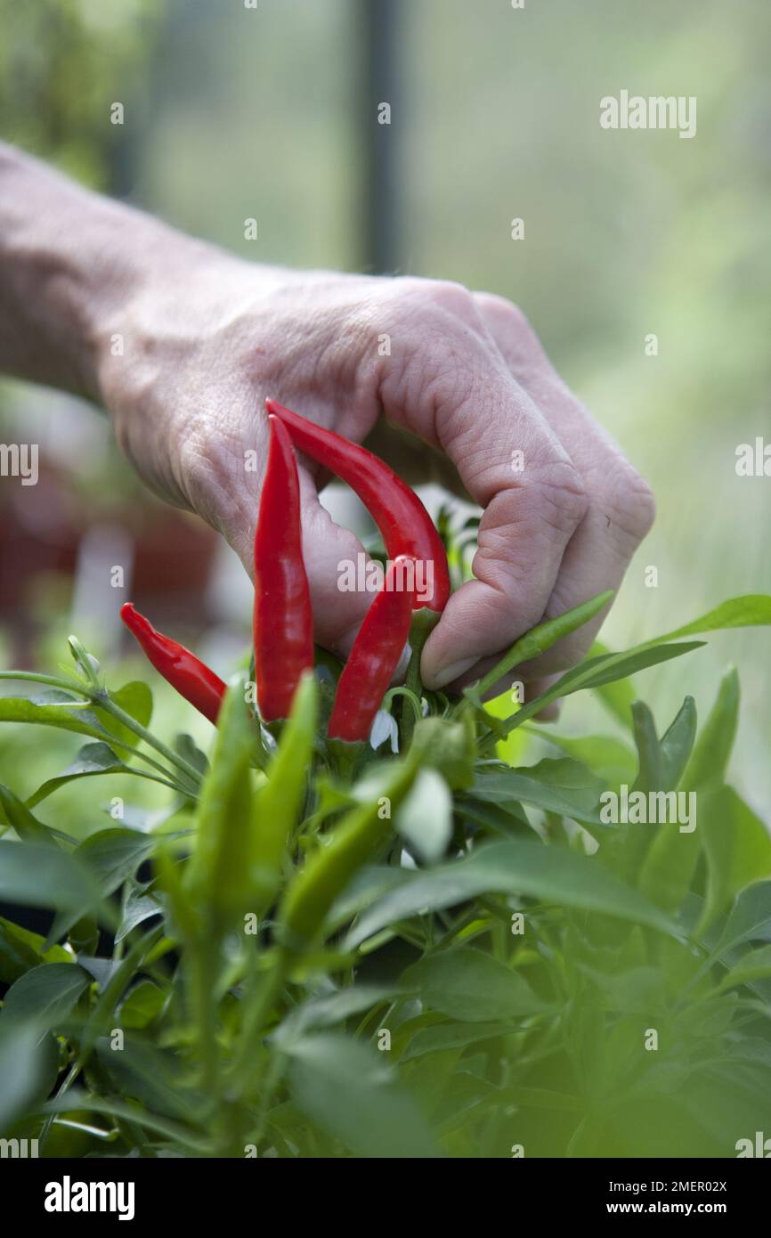 Chilli pepper, Heatwave, capsicum, fruiting crop, mature plant with ...