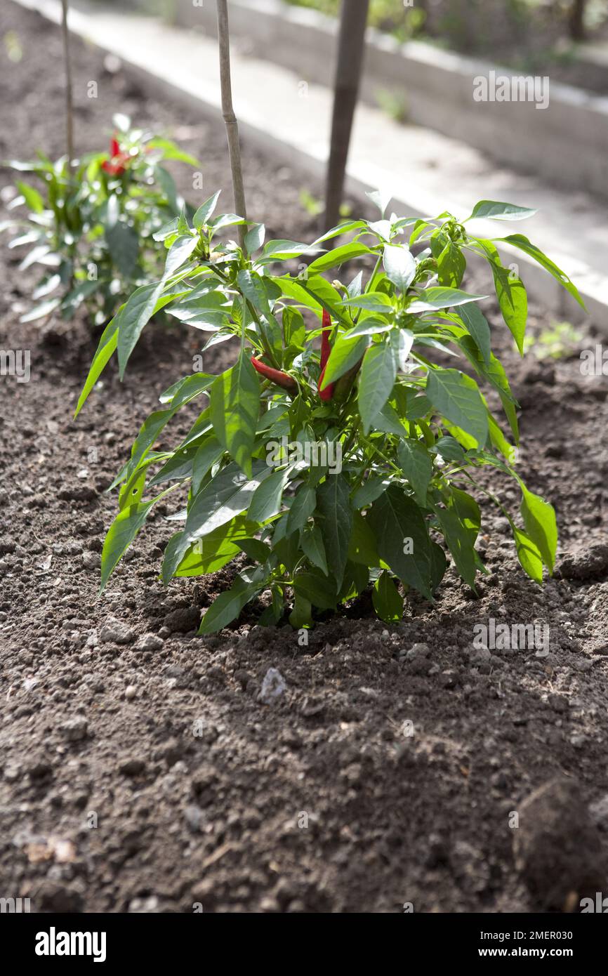 Chilli pepper, Heatwave, capsicum, fruiting crop, mature plants with ...