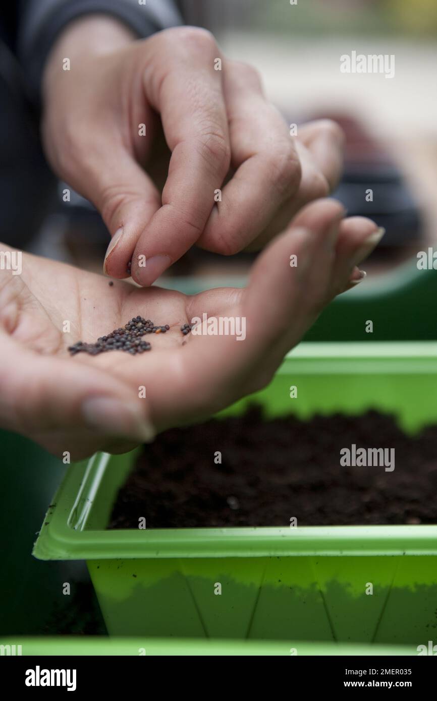 Oriental vegetables, Stirfry mix, sowing seeds into a tray of compost ...