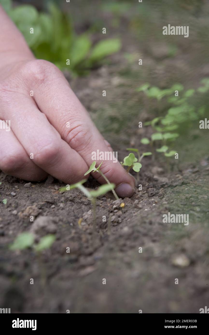 Brassica seedlings hi-res stock photography and images - Alamy