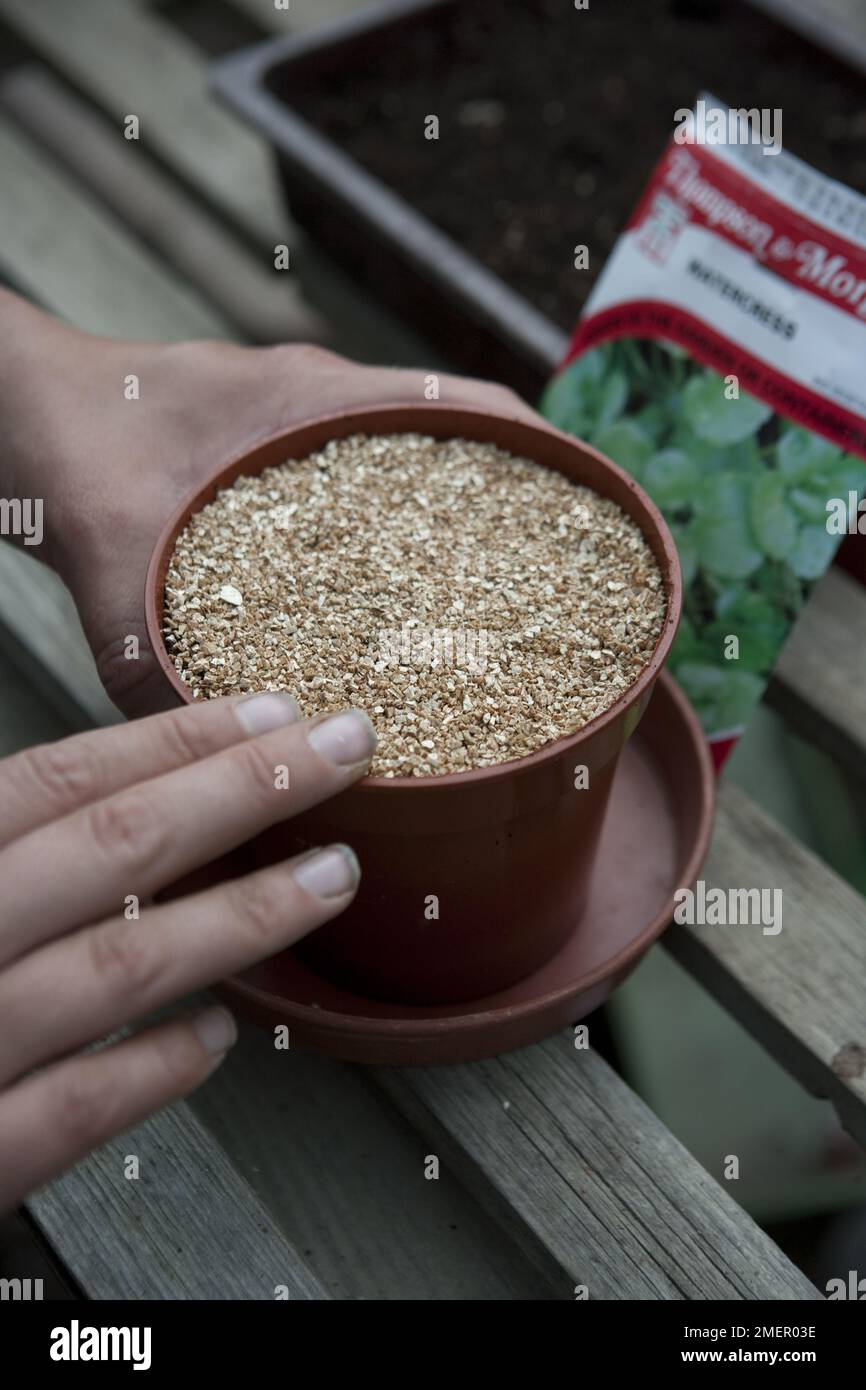 Watercress, Nasturtium officinale, sowing seeds in pot of compost Stock ...