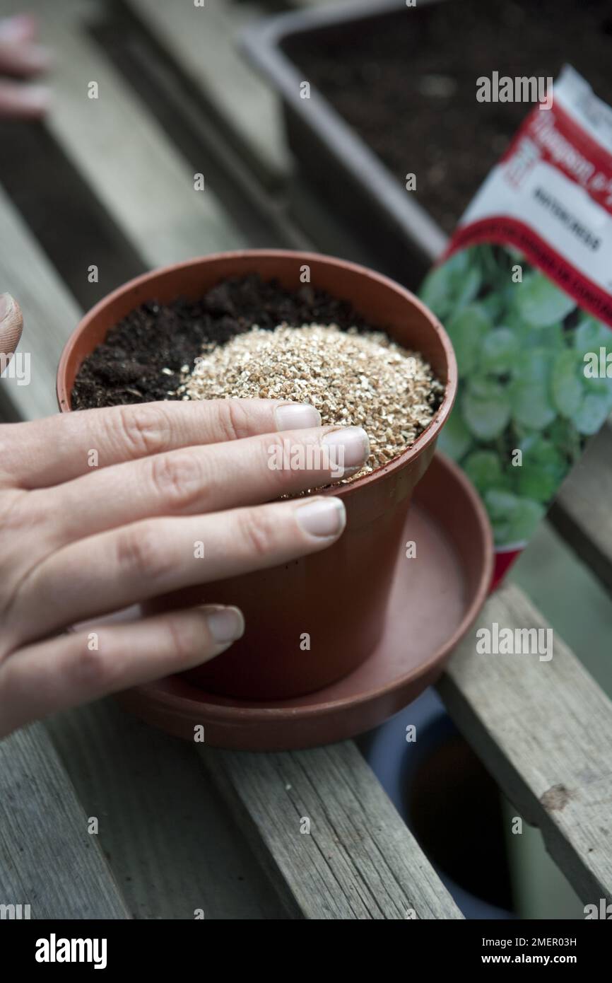 Watercress, Nasturtium officinale, sowing seeds in pot of compost Stock ...