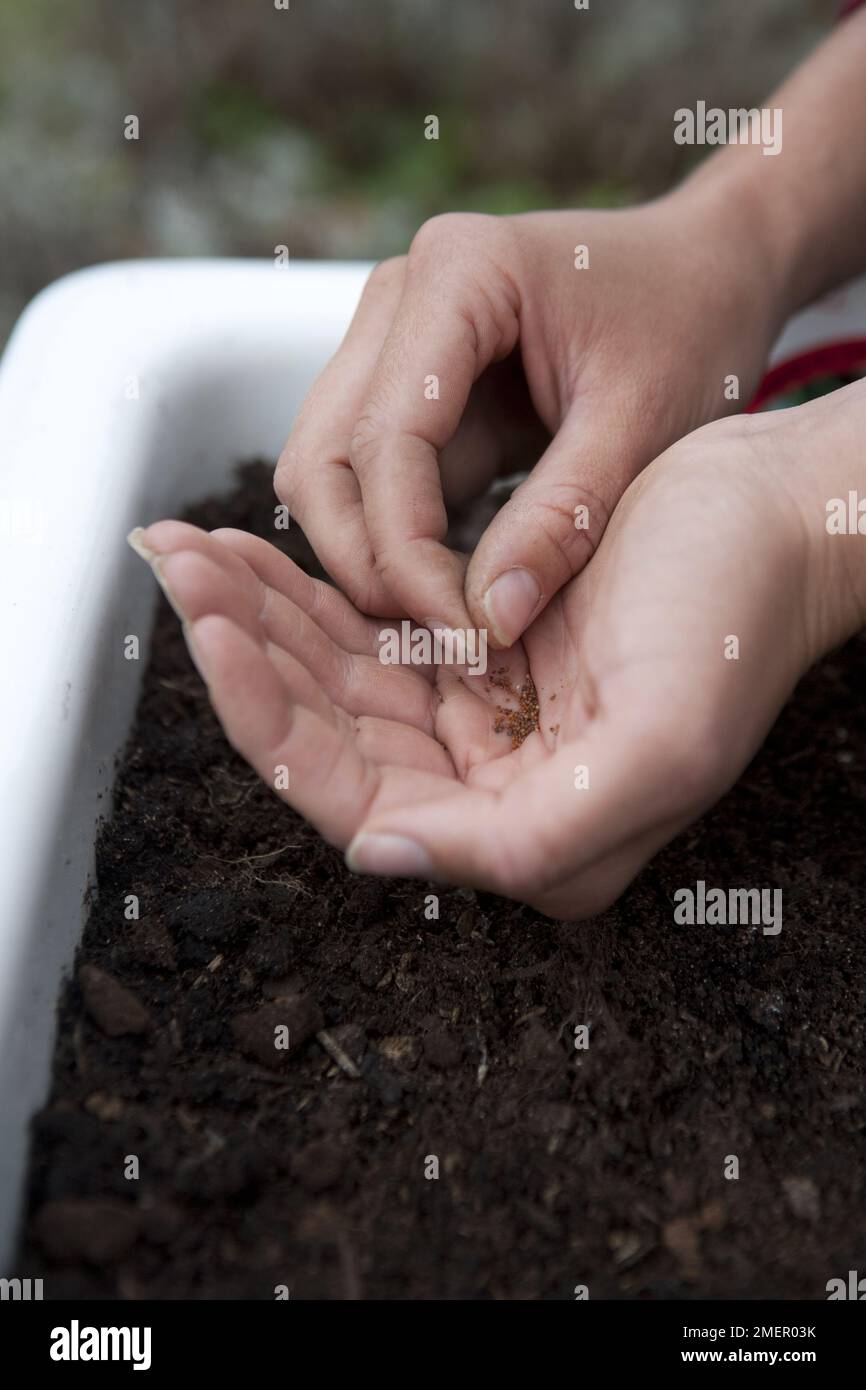 Watercress, seeds, sowing seeds directly into tray of compost Stock ...