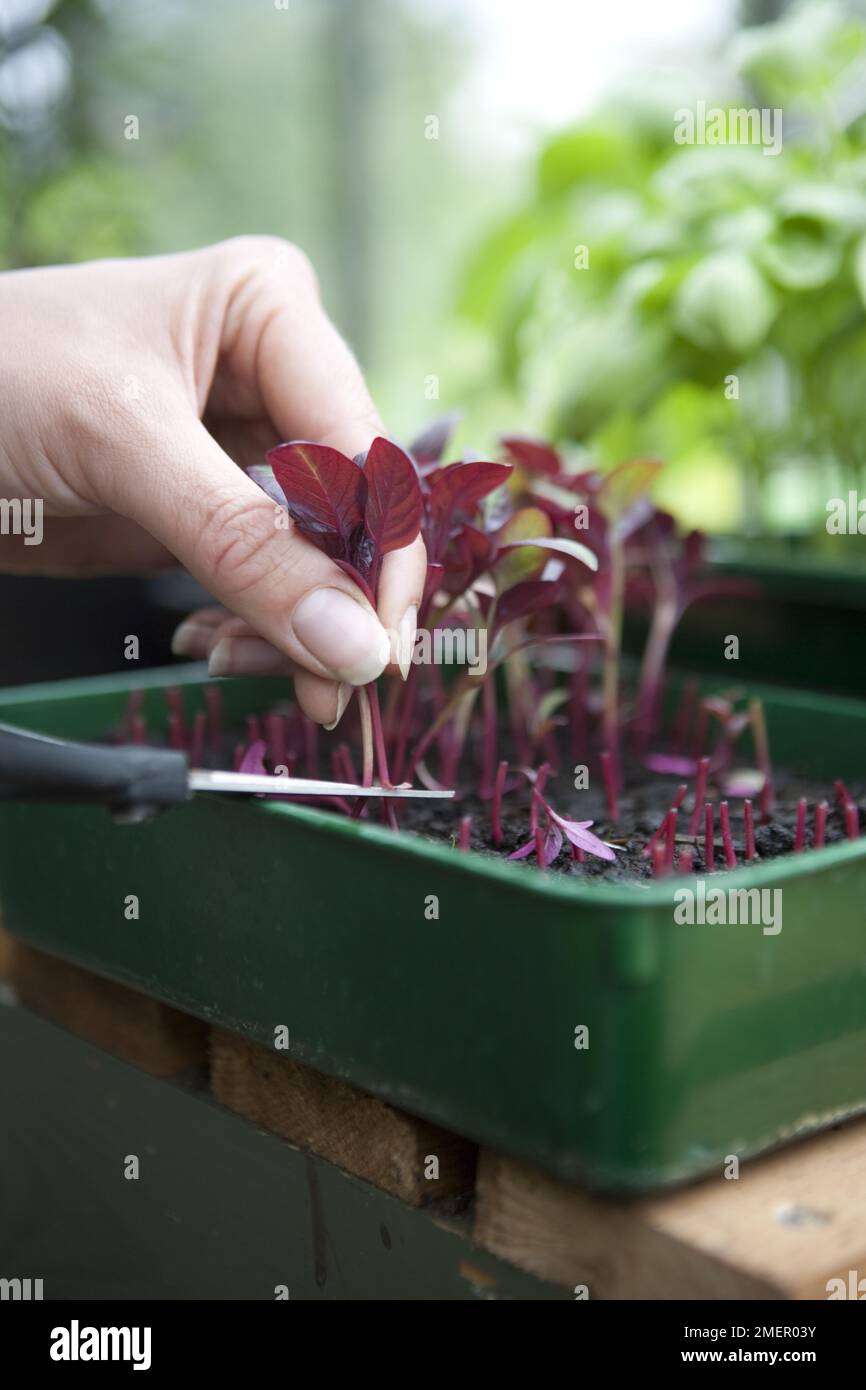 Microgreens, Amaranthus (Amaranth), seedlings being harvested from tray ...