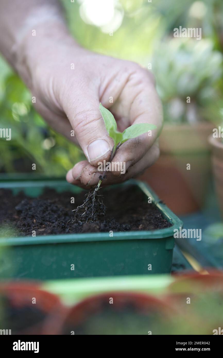Eggplant seedling plant hi-res stock photography and images - Alamy