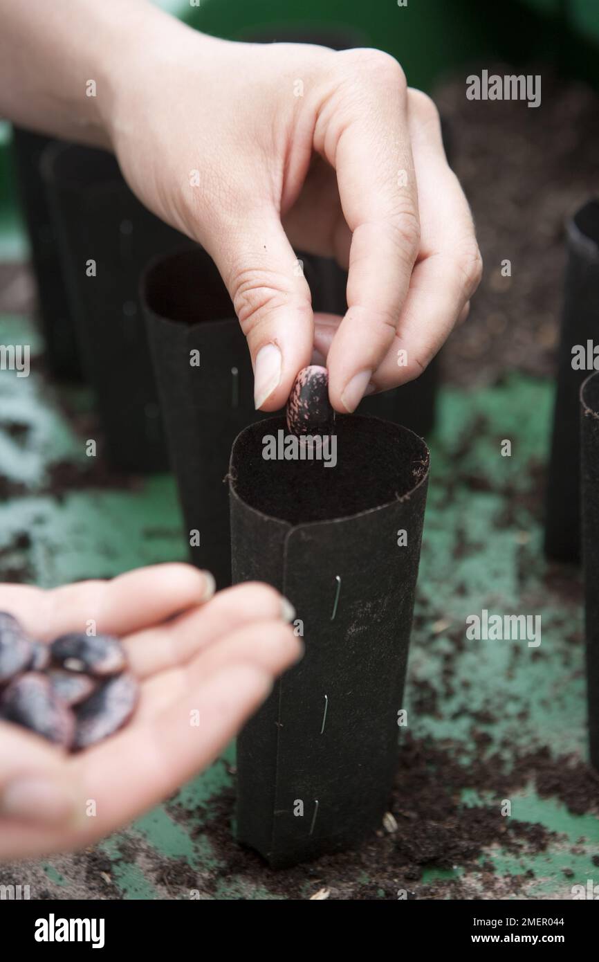 Runner bean, Scarlet Emperor, sowing seeds into biodegradable tubes ...