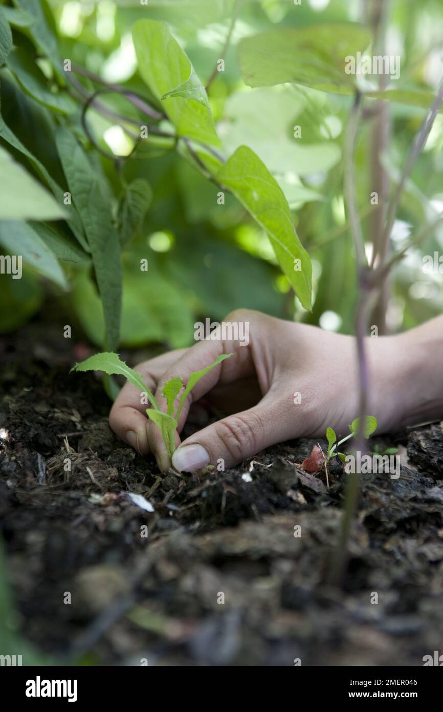 Climbing French Bean, Cobra, hand weeding around mature plants Stock ...