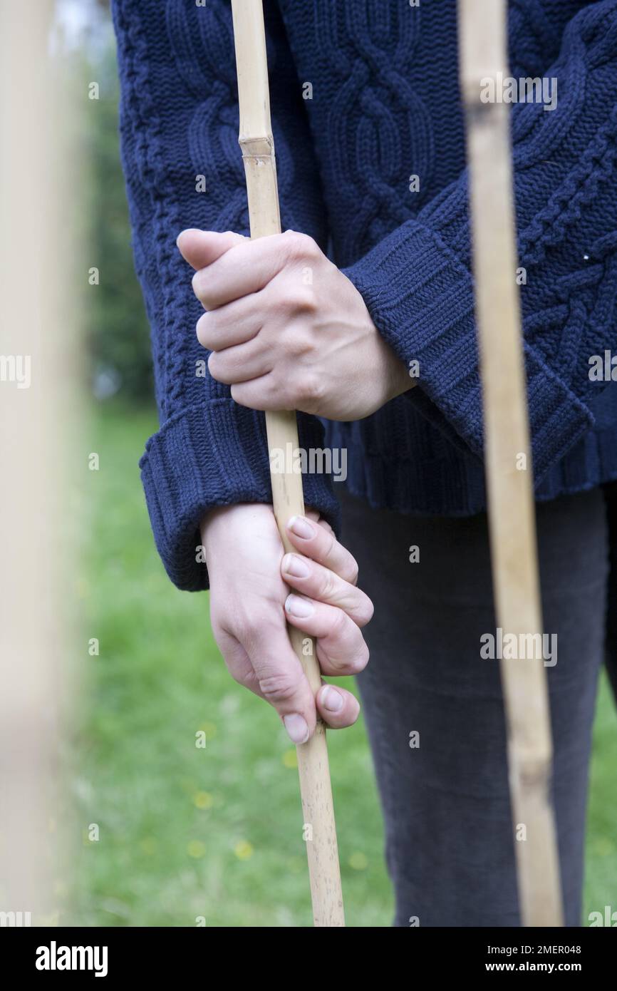 Canes, inserting bamboo canes as plant support Stock Photo - Alamy