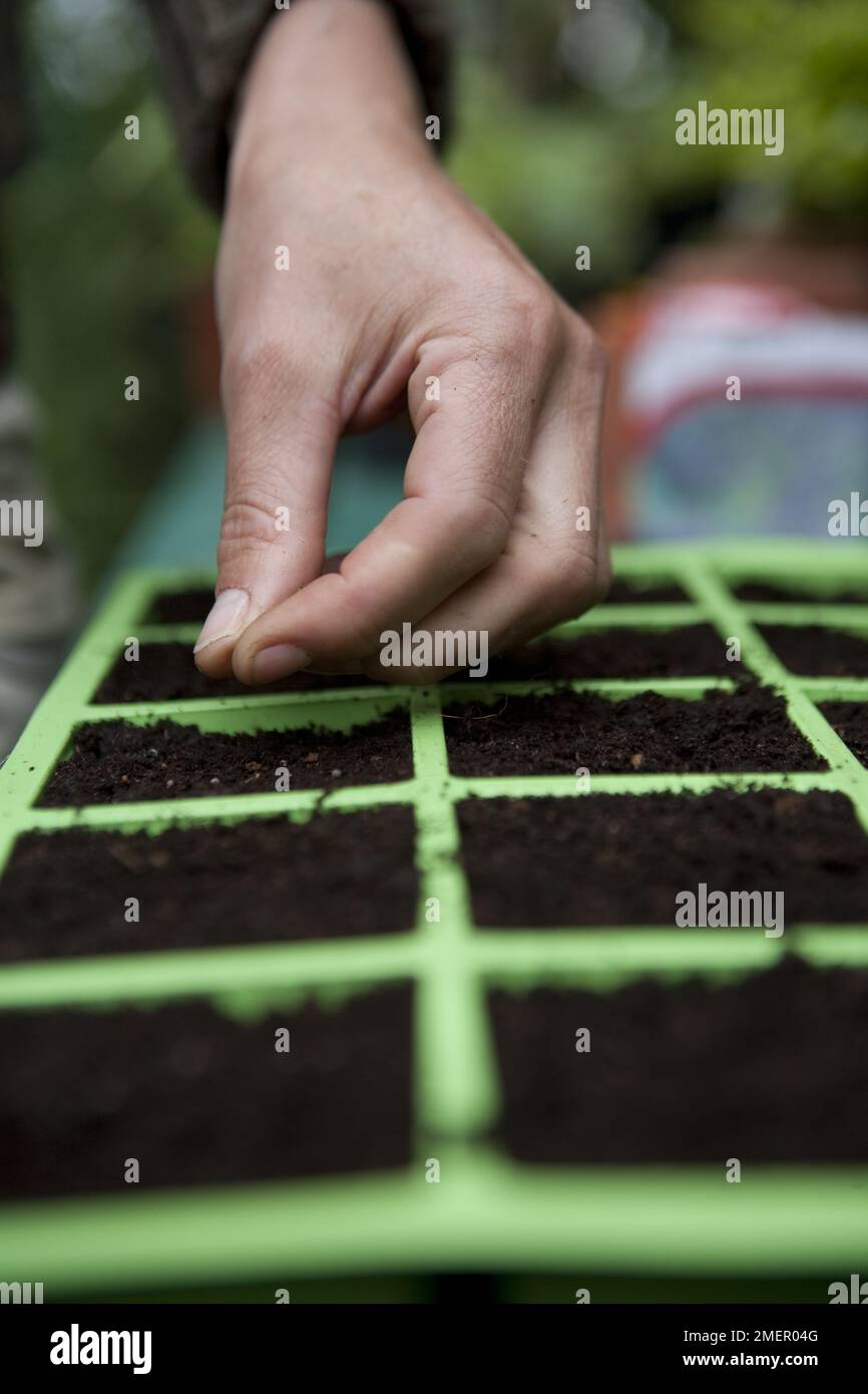 Calabrese, Summer Purple, brassica, purple sprouting broccoli, planting ...