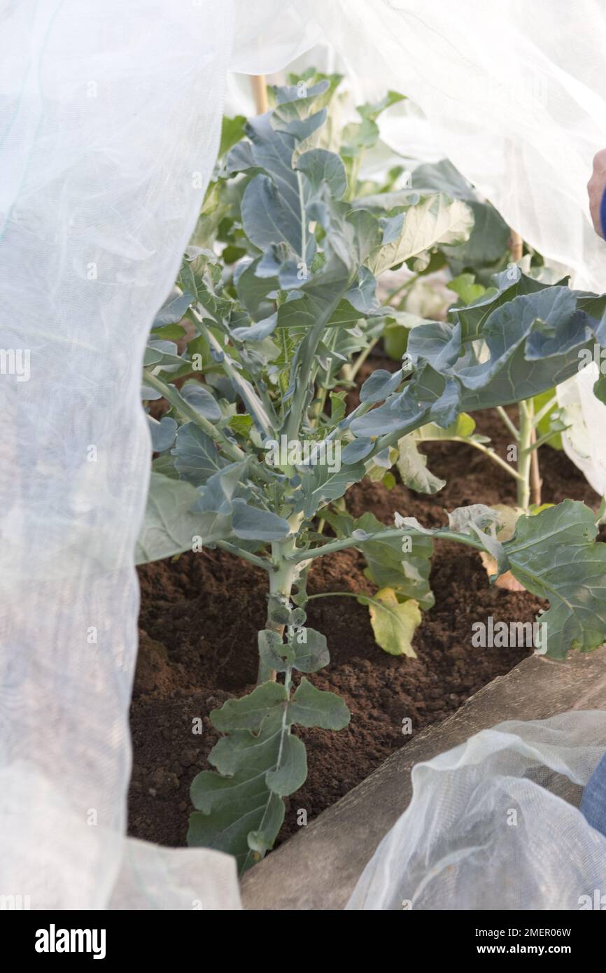 Calabrese, Summer Purple, brassica, purple sprouting broccoli under ...