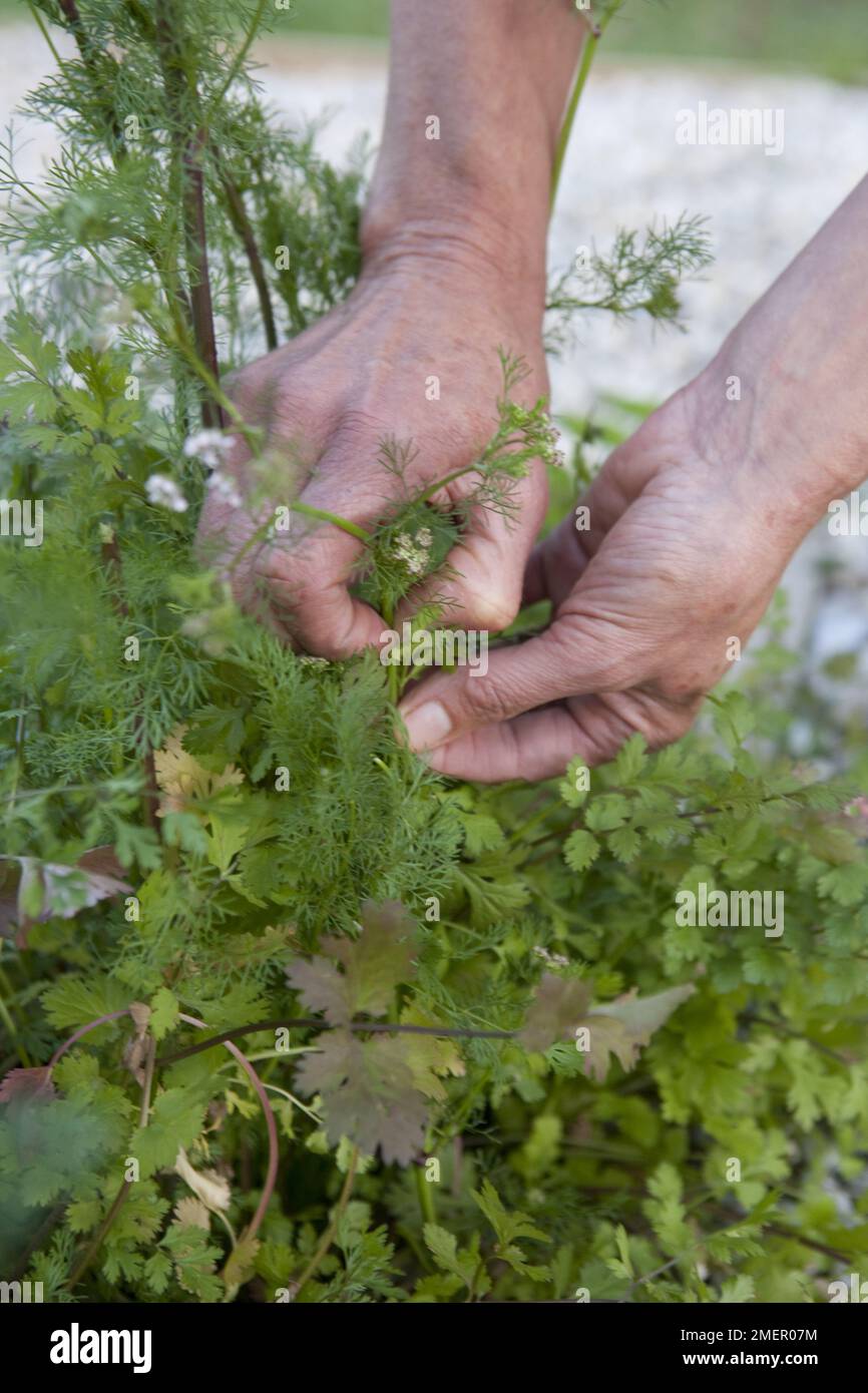 Coriander, Calypso, herb, removing plants bolts that have gone to seed ...