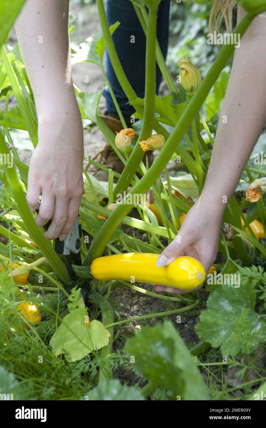 Courgette, Parador, cucurbita, vegetable, mature plant, harvesting ...