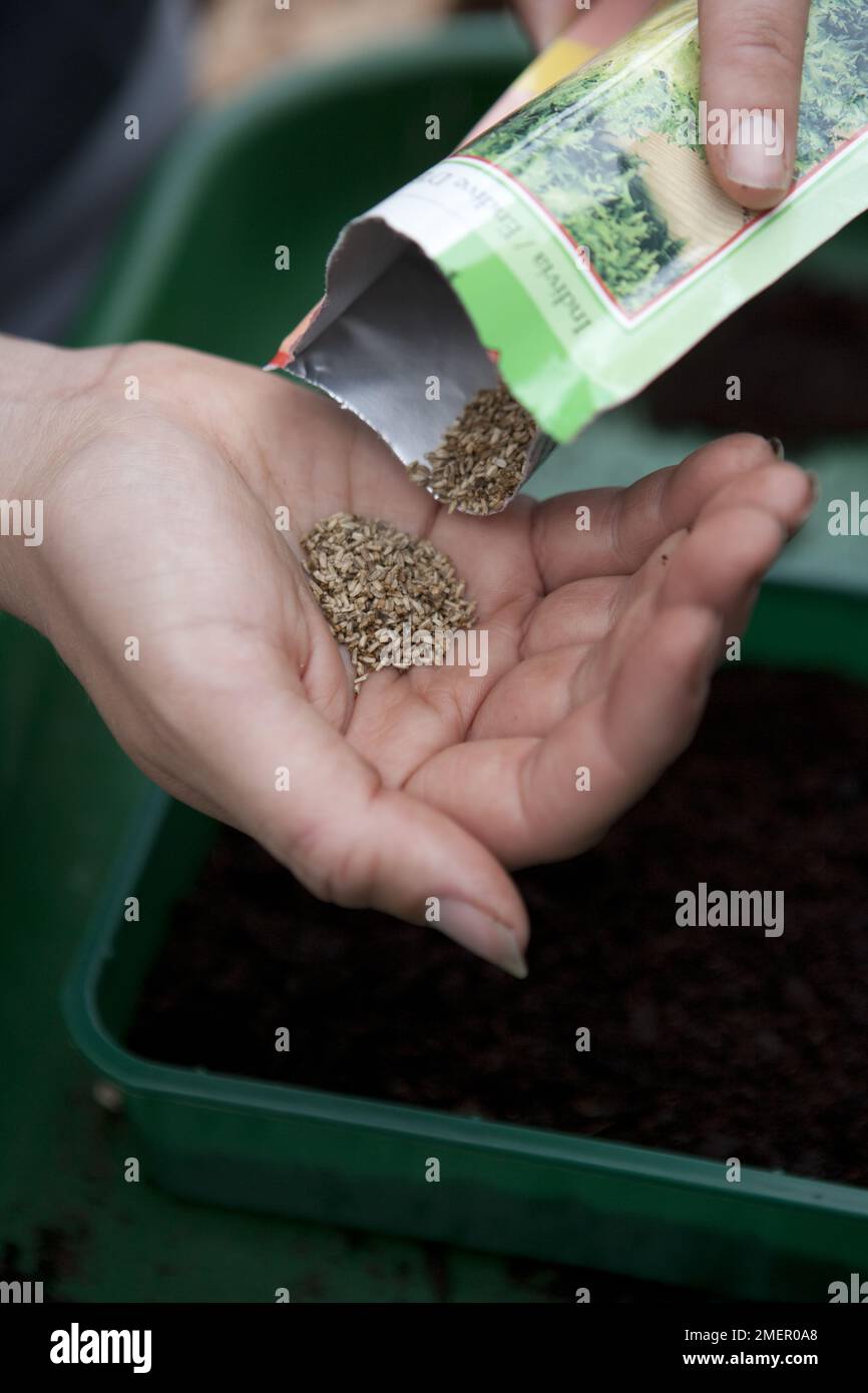 Hand packet pouring seeds hi-res stock photography and images - Alamy