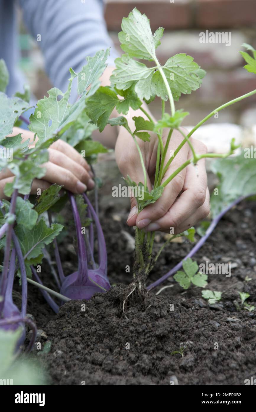 Kohl rabi, Kolibri, stem crop, brassica, and weeding the vegetable bed ...