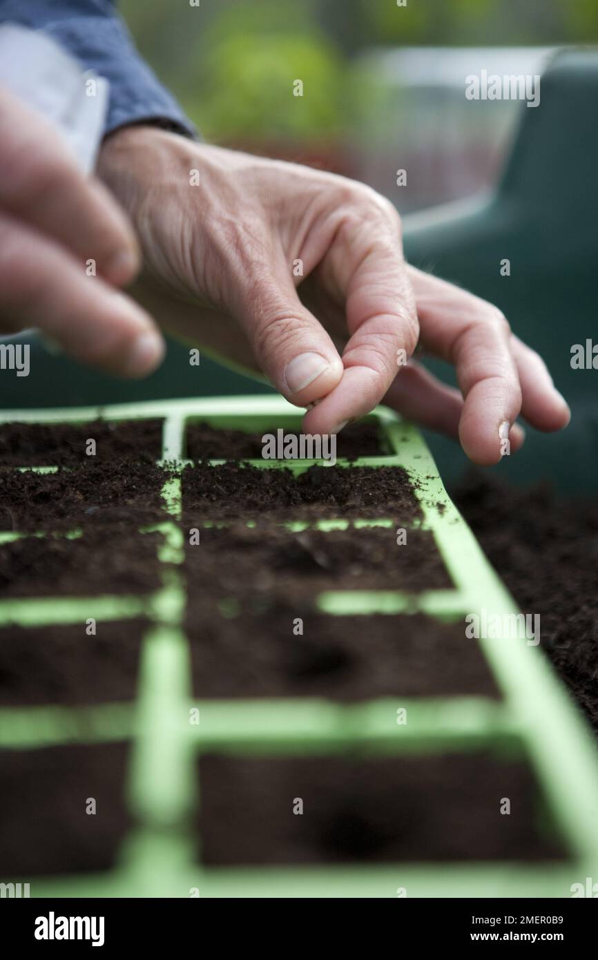 Swiss chard, Bright Lights, leaf crop, sowing seeds in module tray ...