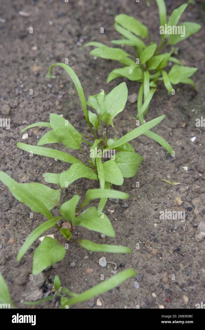 Swiss chard, Bright Lights, direct sown seedlings in a vegetable bed ...