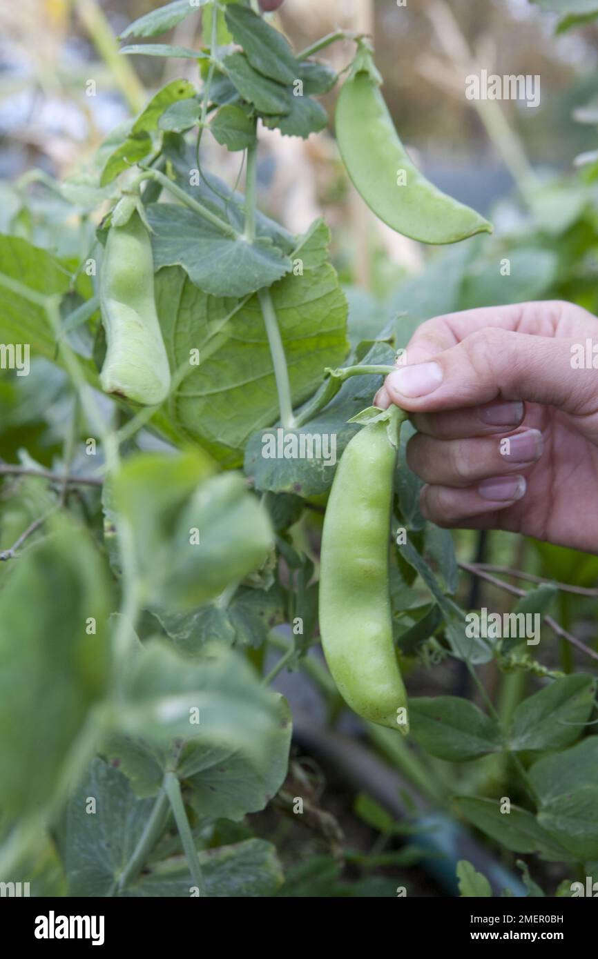 Pea, Oregon Sugar Pod, mange tout, vegetable, picking the crop Stock ...