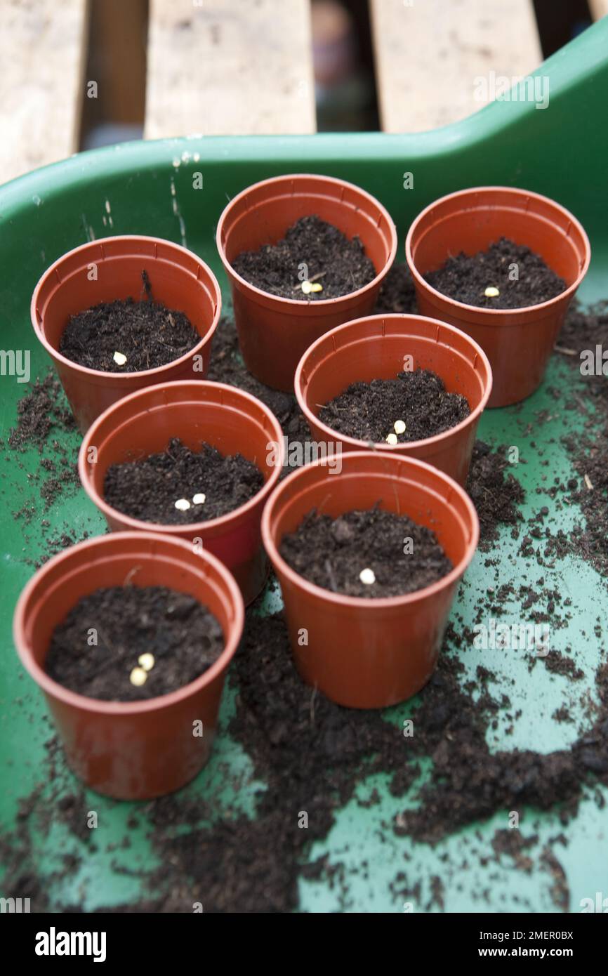 Sweet pepper, Summer Salad, capsicum, sowing seeds in small pots of ...