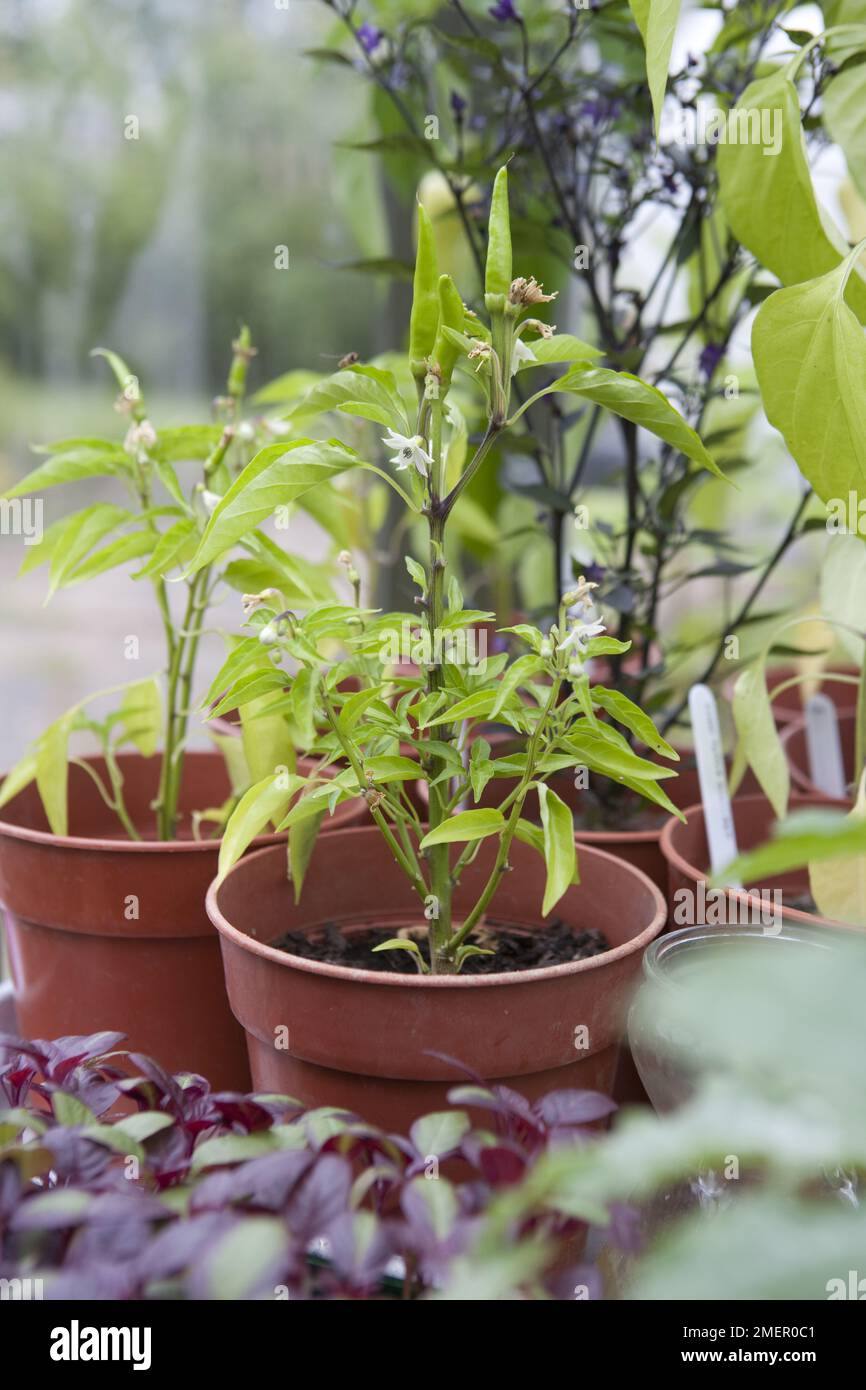 Chilli pepper heatwave hi-res stock photography and images - Alamy