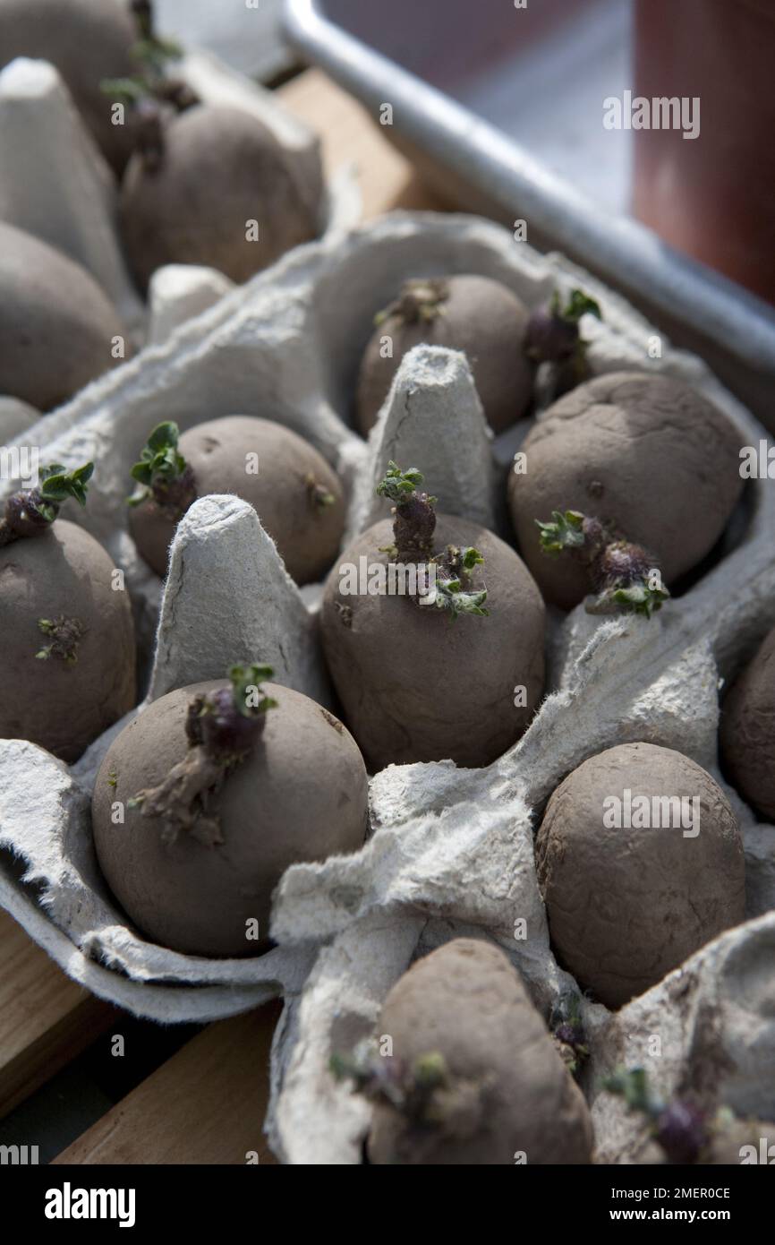 Potato, Melody, root crop, disease resistant seed potatoes chitting in ...