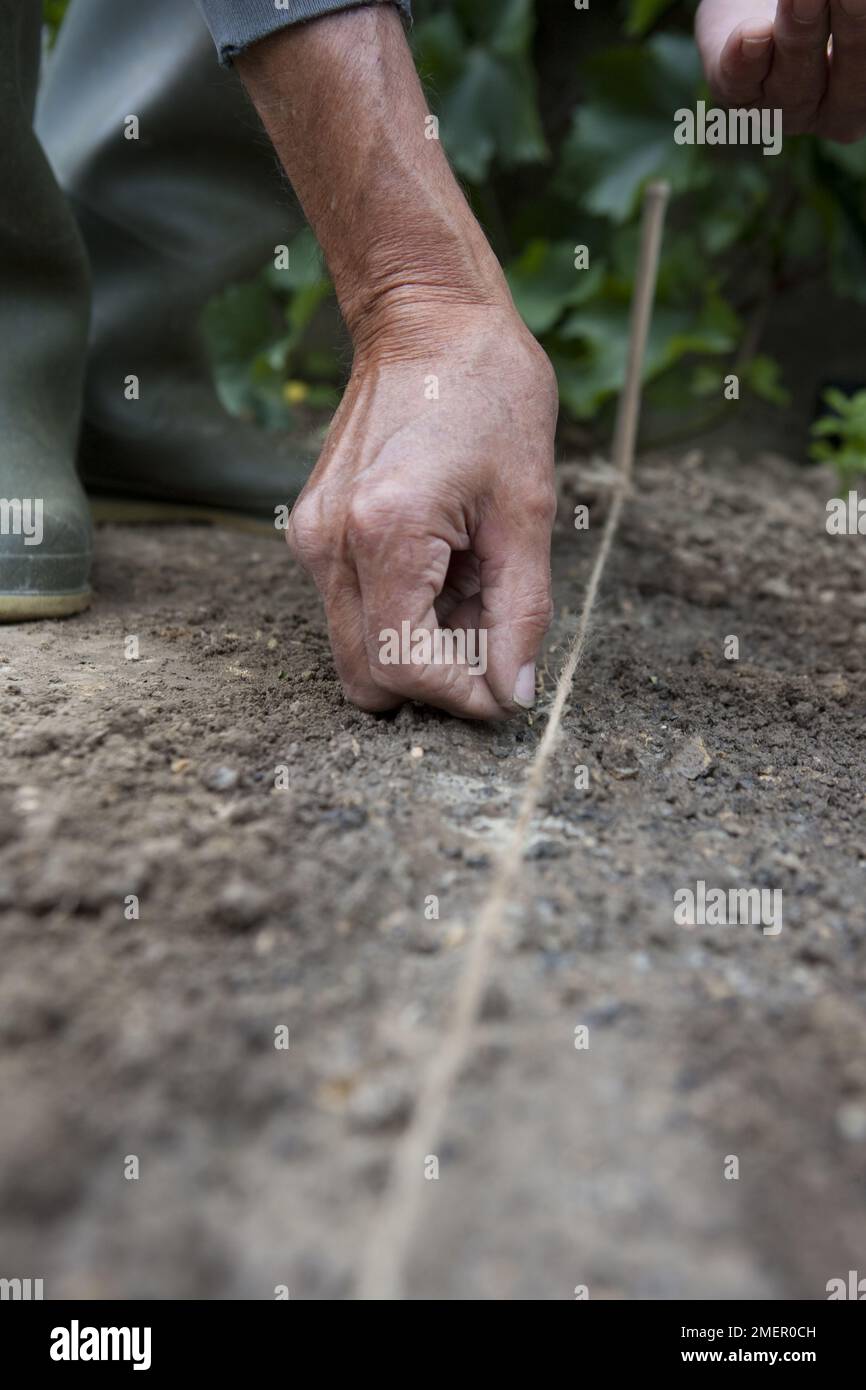 Gardening man sowing seeds hi-res stock photography and images - Alamy