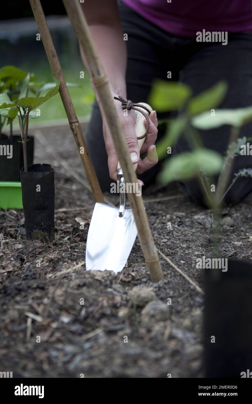Runner bean, Scarlet Emperor, young plants, seedlingsbeing planted next ...