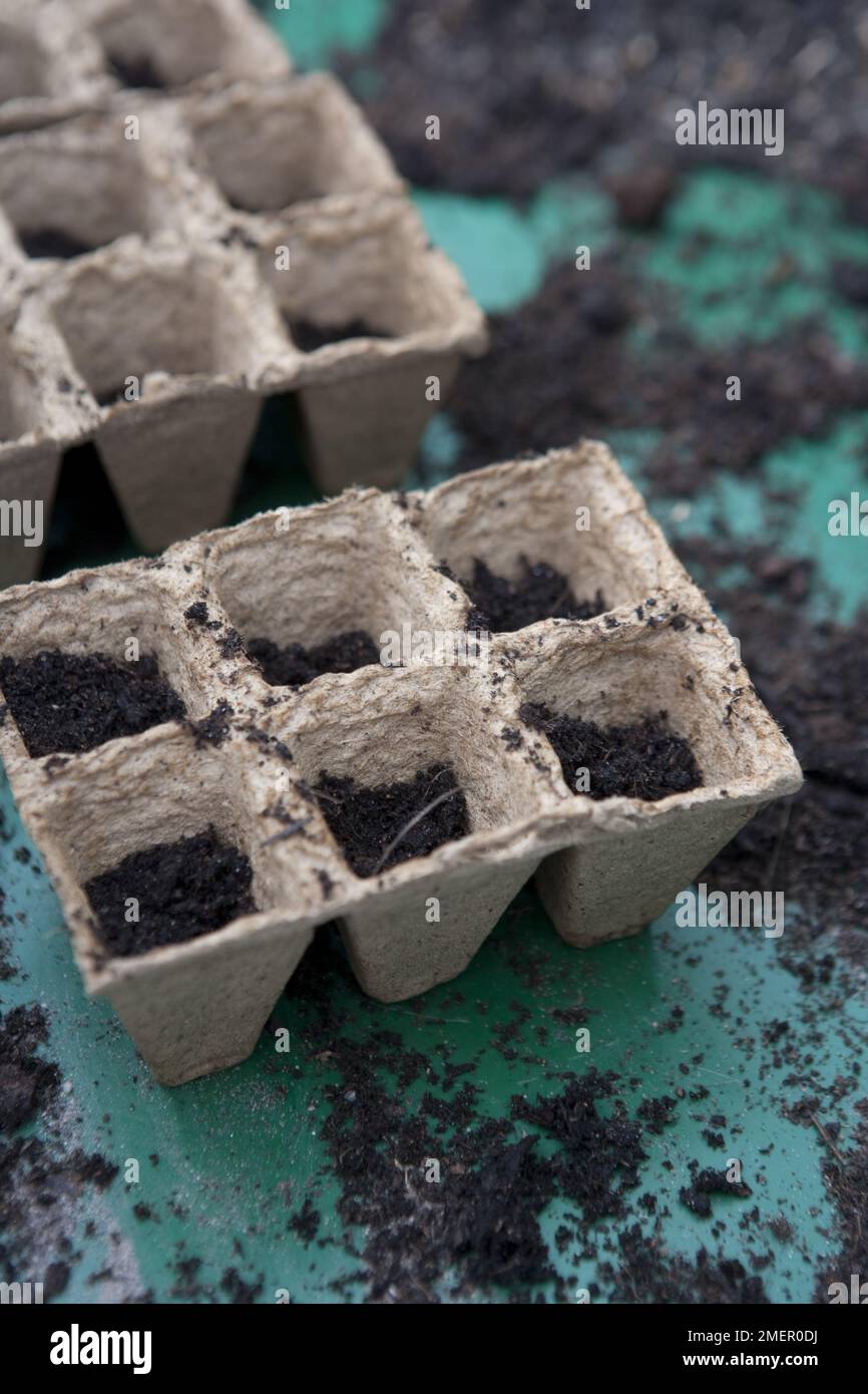 Module tray, peat pot, sowing seeds in biodegradable tray Stock Photo ...