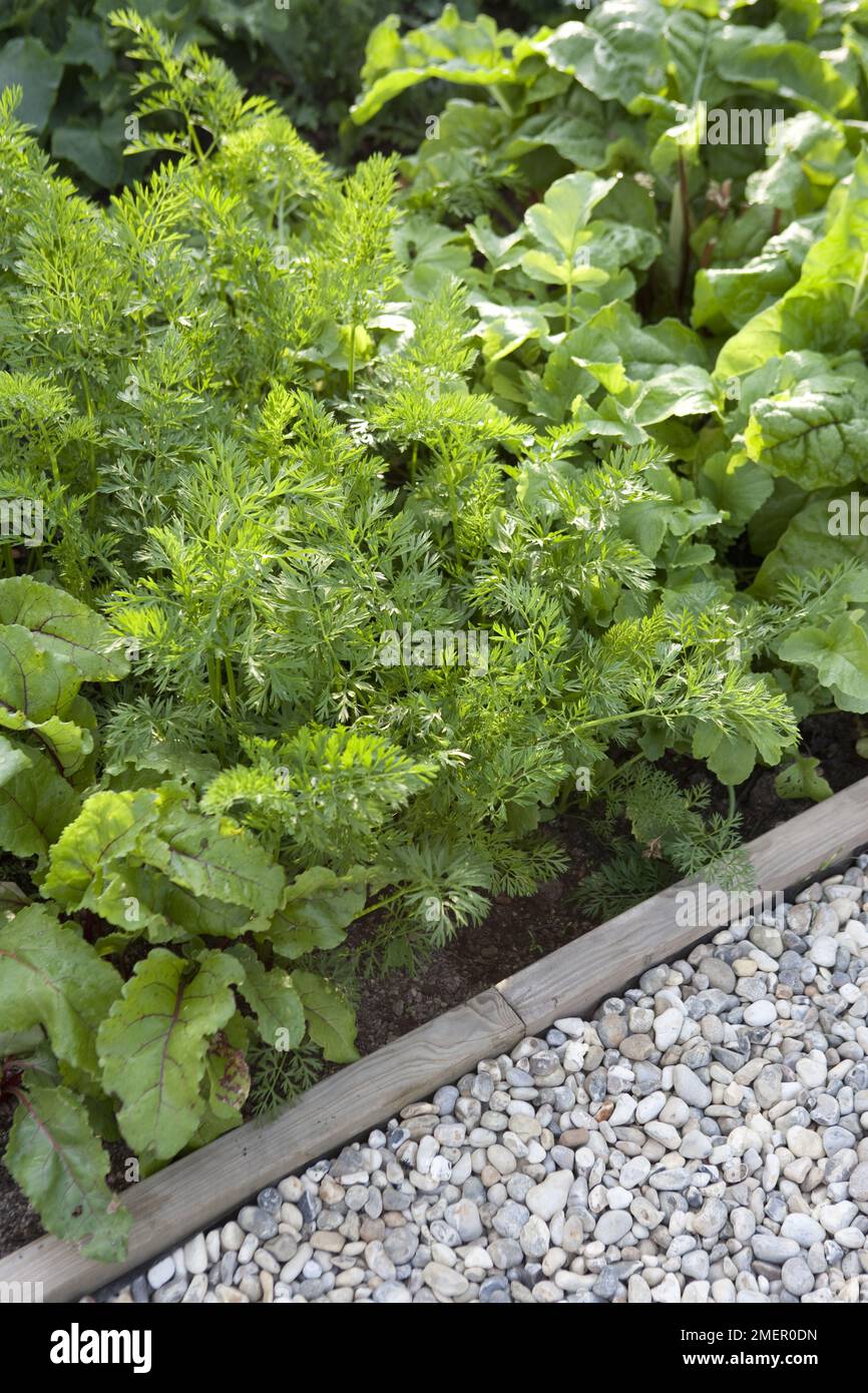 Carrot, Nantes Early, vegetables growing in vegetable bed Stock Photo ...