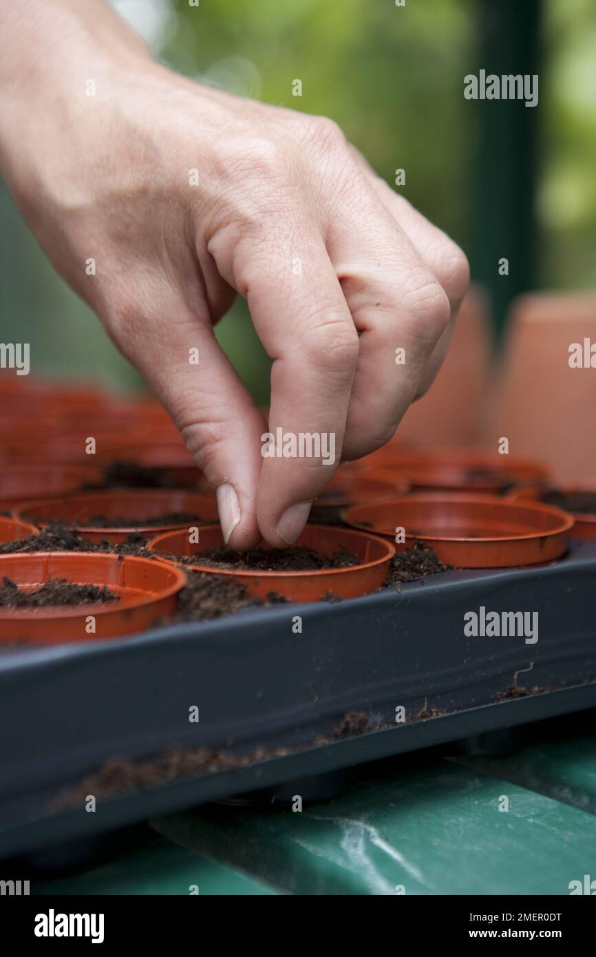 Cauliflower, Gypsy, brassica, sowing seeds in small pots of compost ...