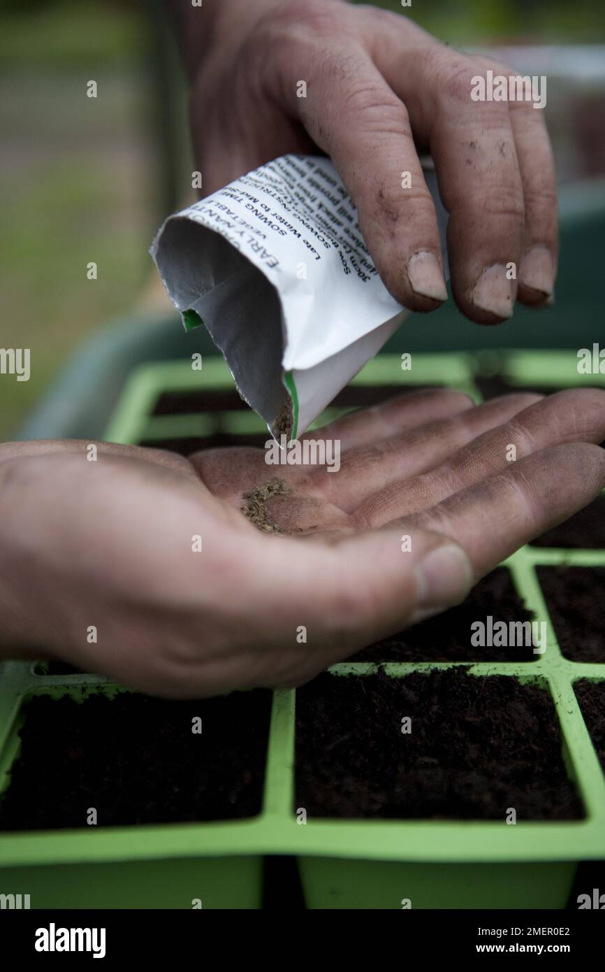 Carrot, Nantes Early, sowing seeds into a module tray Stock Photo - Alamy