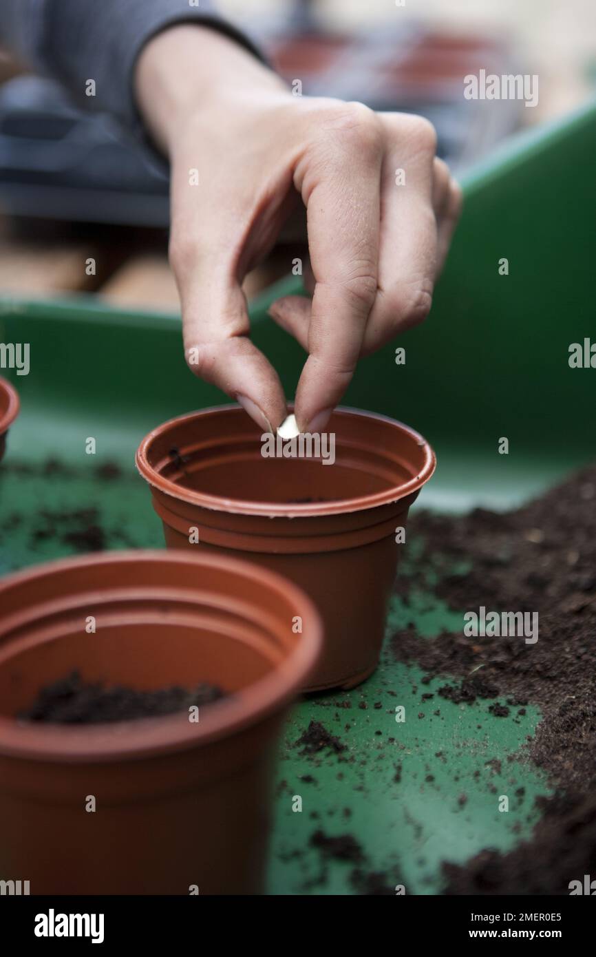 Woman sowing courgette seeds hi-res stock photography and images - Alamy