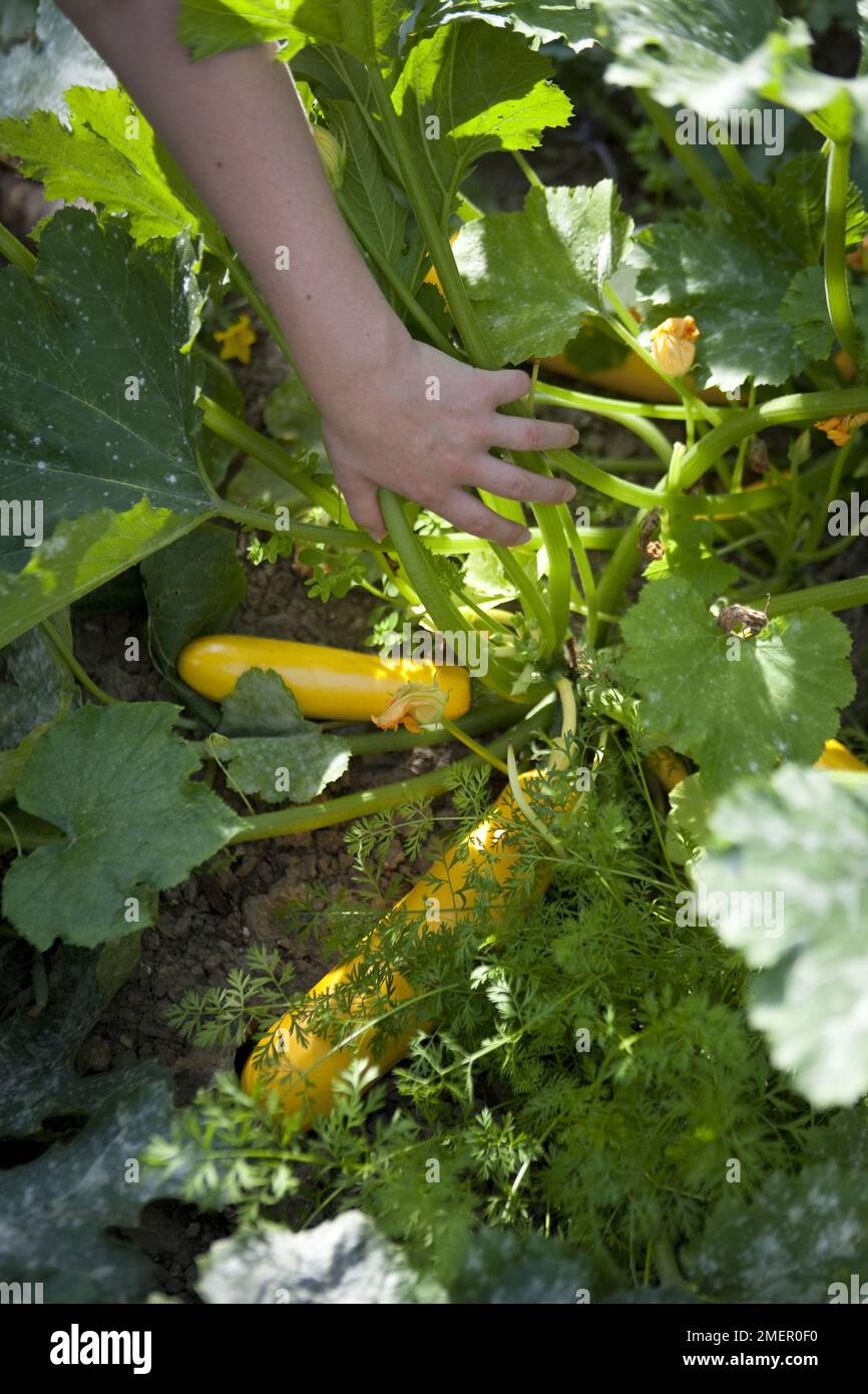 Courgette, Parador, cucurbita, uncovering leaves revealing fruit Stock ...
