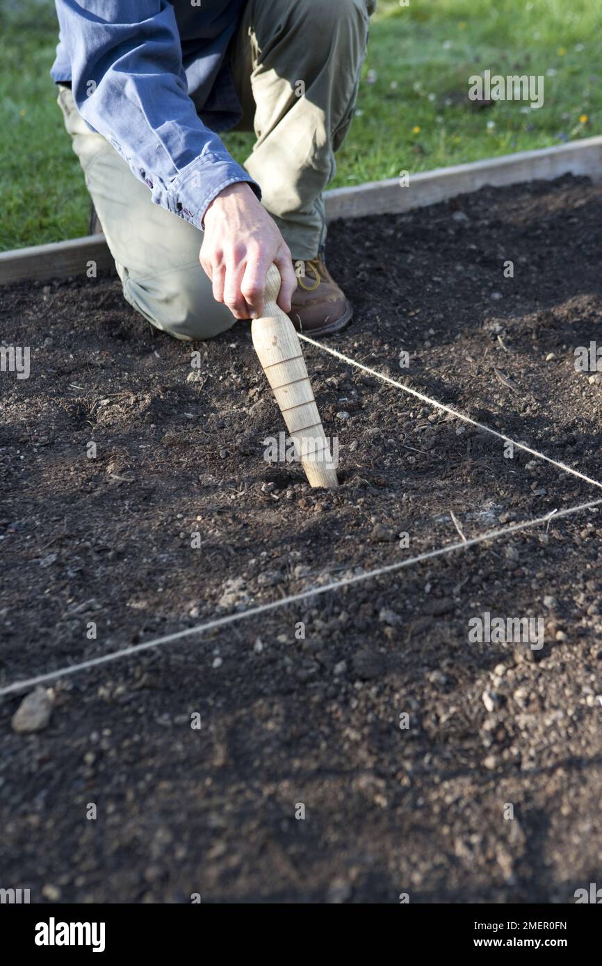 Courgette, Parador, cucurbita, sowing seeds directly into vegetable bed ...