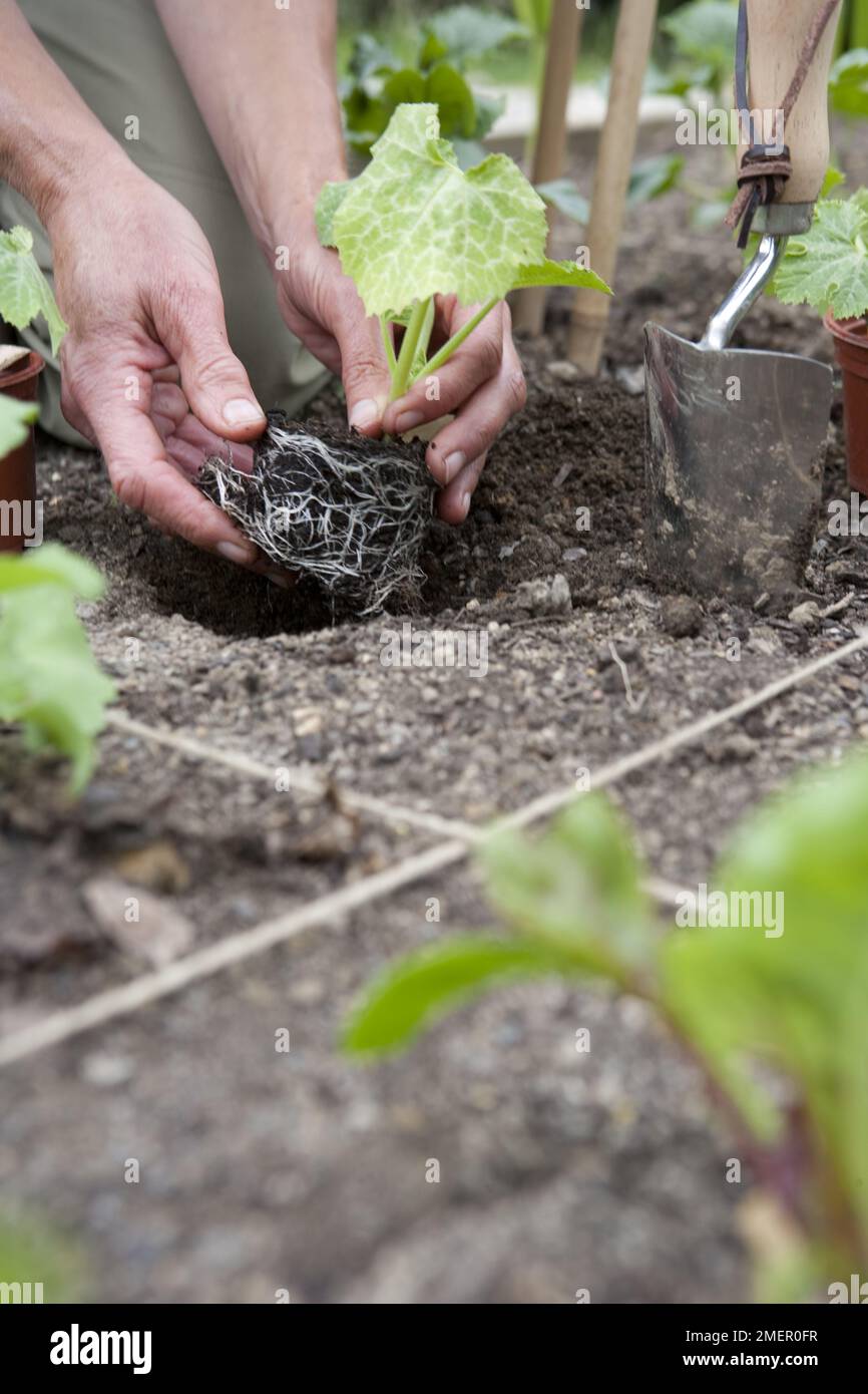 Courgette, Parador, cucurbita, planting out seedling into vegetable bed ...