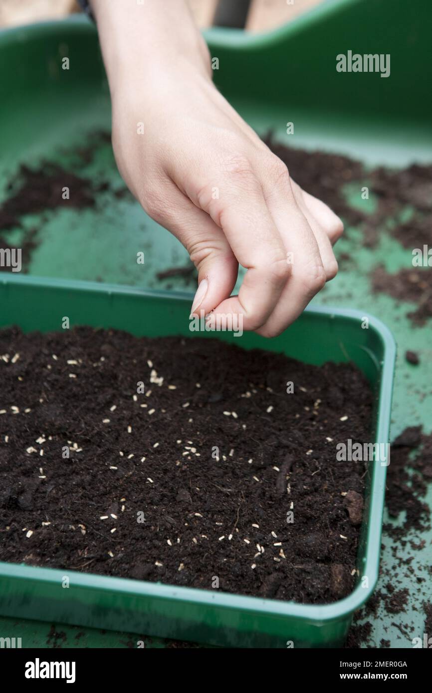 Endive tray hi-res stock photography and images - Alamy