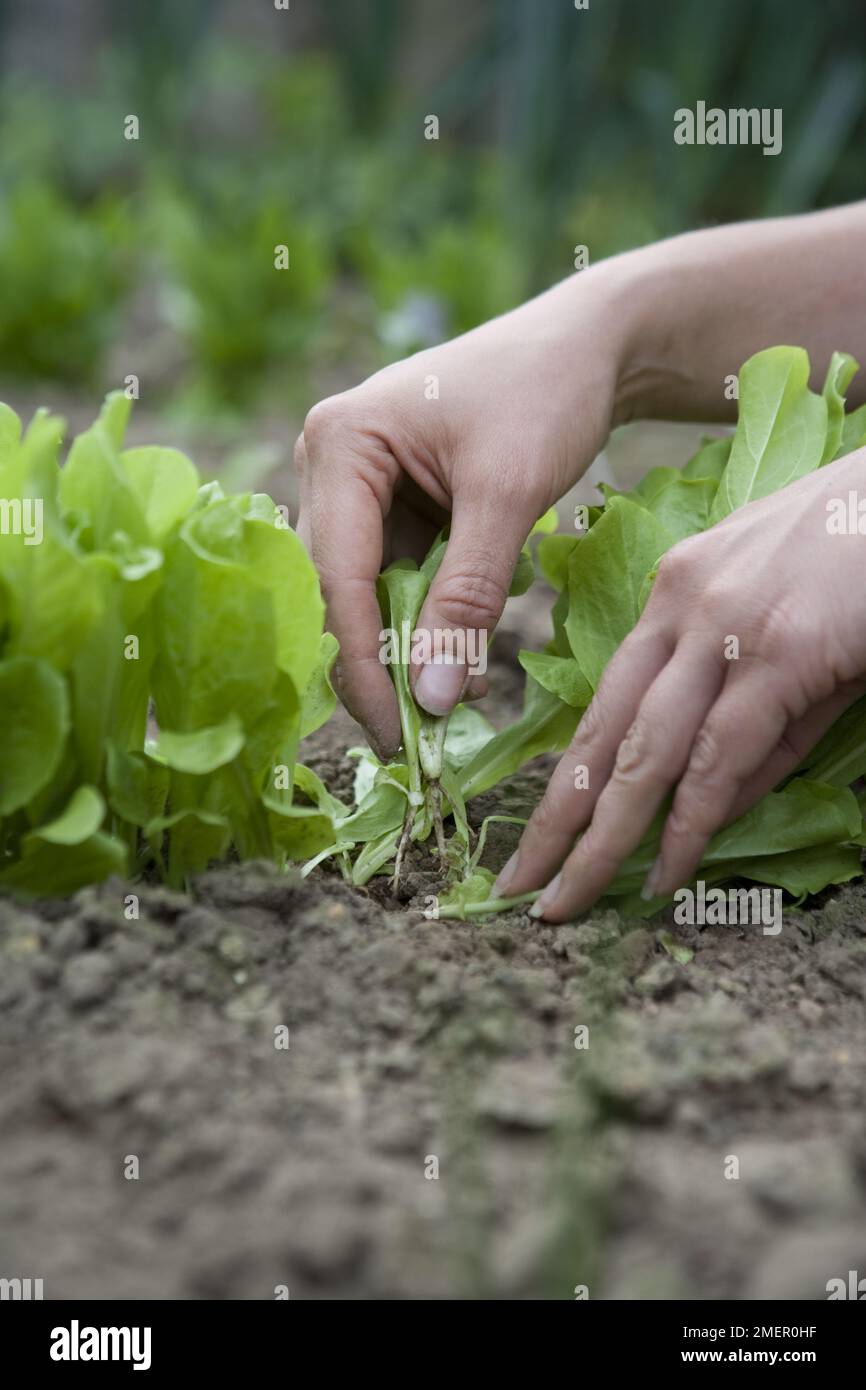 Endive, Indivia D'Estale A Cuore Giallo, thinning out leaf crop in ...