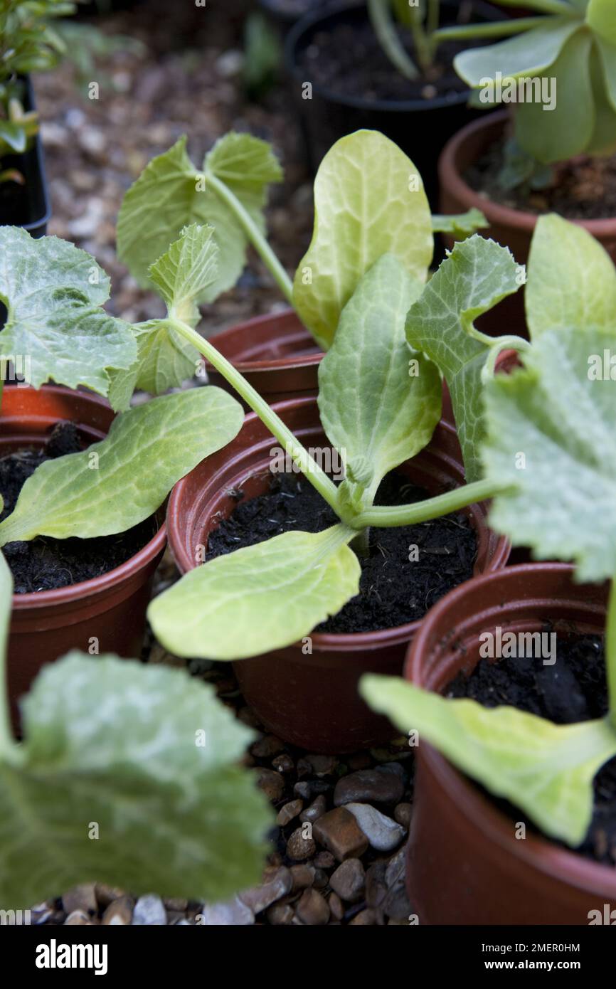Courgette, Parador, cucurbita, pot grown seedlings hardening off ...