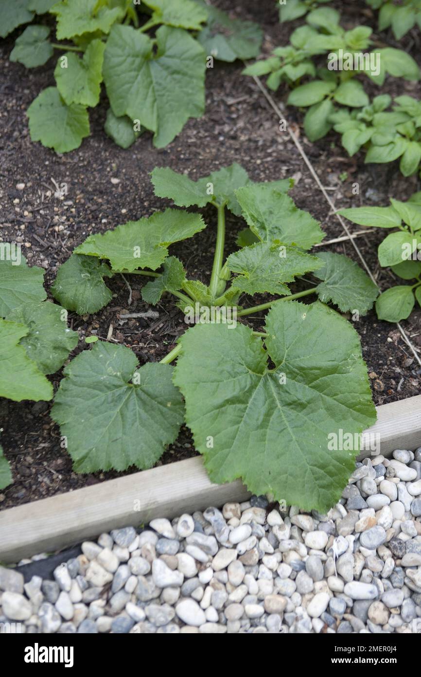 Courgette, Parador, cucurbita, rosette of leaves in vegetable bed Stock ...