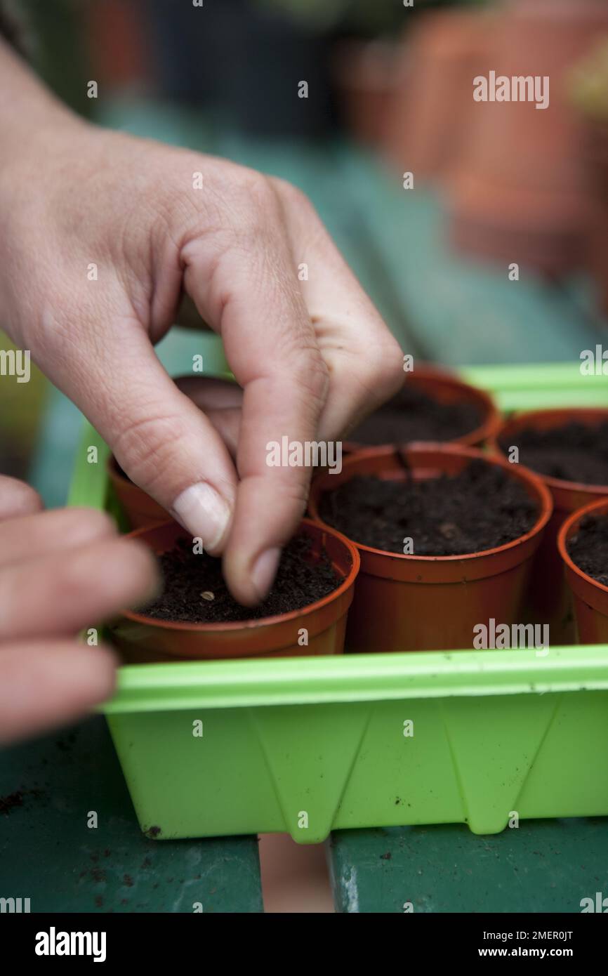 Florence fennel, Victoria, stem crop, sowing seeds in small pots of ...